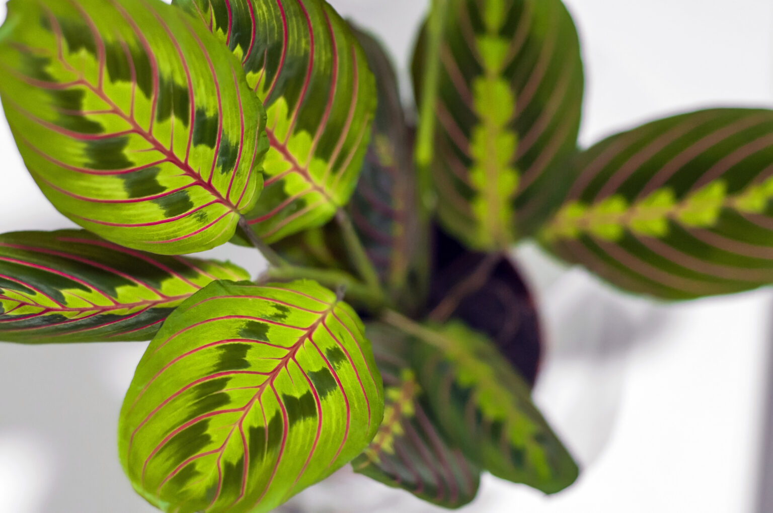 Spath Sensation Plant: Bold Beauty for Modern Living